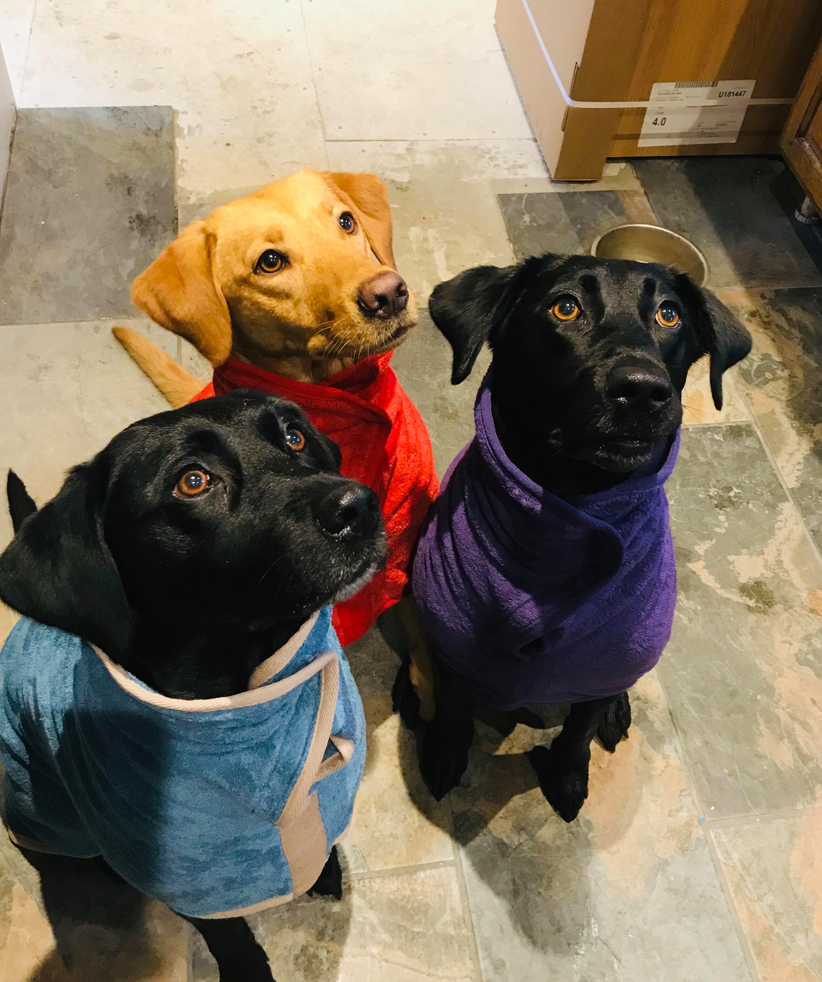 Quick and Effective Products to Dry Your Dog After a Muddy Adventure ...